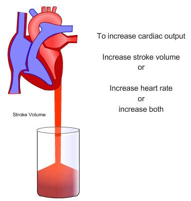 Vascular Concepts State Of The Art Endovascular Devices