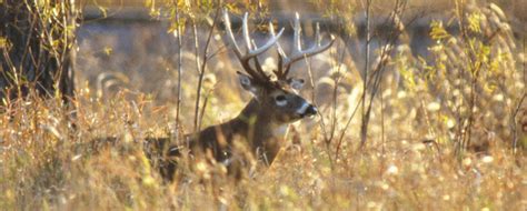 iowa has a donated deer hide program
