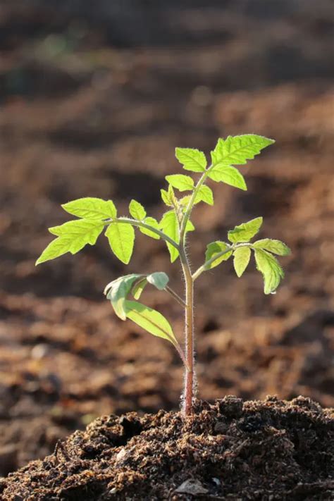 Young Tomato Plants Growing