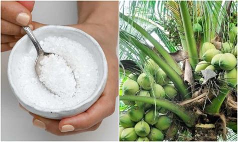 മച്ചിങ്ങ കൊഴിച്ചിൽ മാറി നാളികേരം കുലകുത്തി പിടിക്കാൻ ഒരു സൂത്രം മാത്രം ചെയ്‌താൽ മതി …10 ദിനത്തി