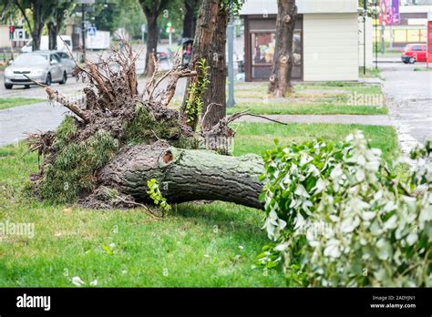 Storm Damage Fallen Tree After A Storm Tornado Storm Damage Causes A Large Mature Tree To Be