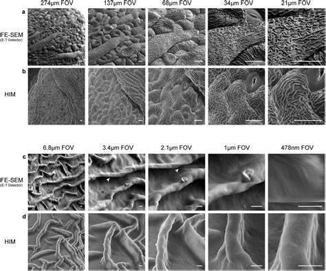 Condensed Matter Why No Proton Microscopes Proton Diffraction Or