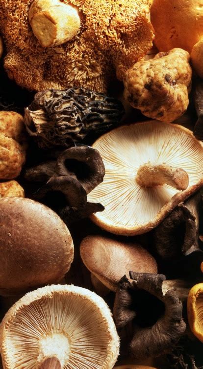 Mushroom Variety Tumbex