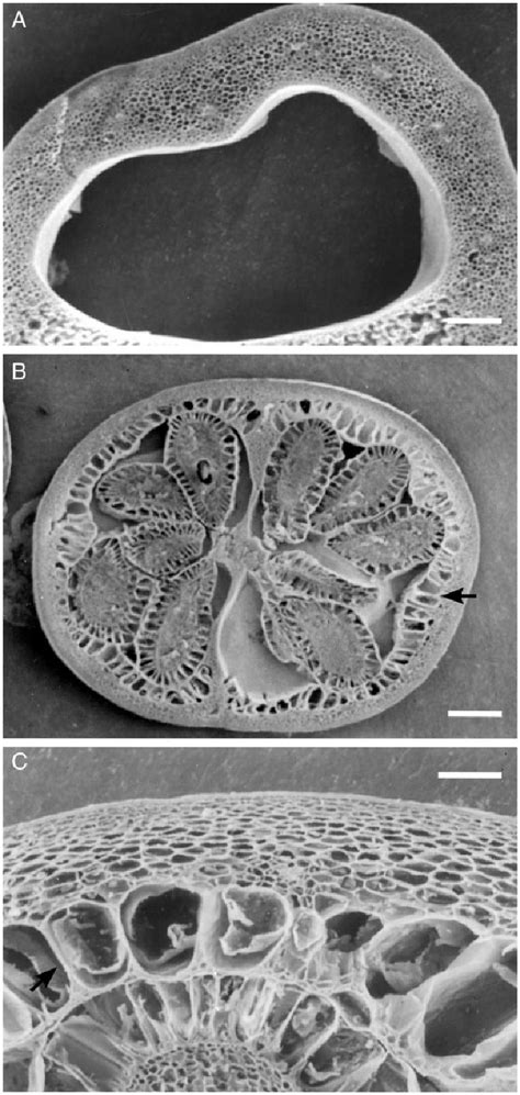 Fruit Pericarp Anatomy In Capsicum Based On Scanning Electron