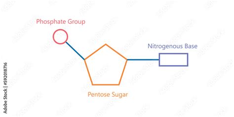 Chemical Structure Of Dna Nucleotide Three Parts Of A Nucleotide