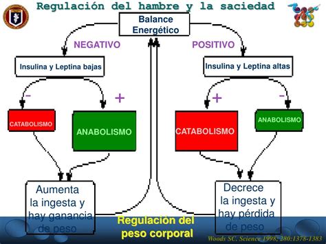 PPT - OBESIDAD Definición, Epidemiología, Diagnóstico y Clasificación PowerPoint Presentation ...
