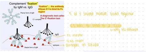 complement system lec 4 flashcards quizlet
