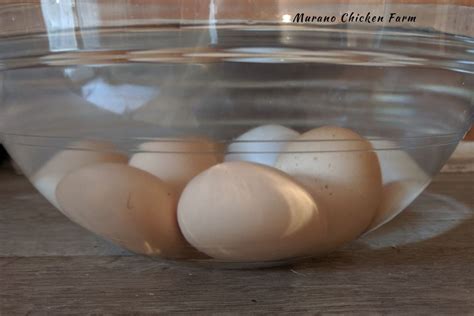 How To Float Test Eggs Murano Chicken Farm
