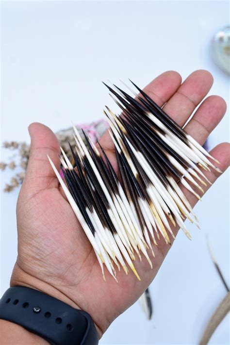 Tiny Natural Porcupine Quills 2 5 3 Inch 5 Pieces Jewelry Making
