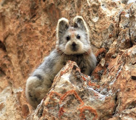 The Most Endangered Dog In The Uk