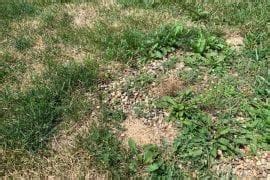 What To Do With Unwanted Rocks In Your Yard My Backyard Life