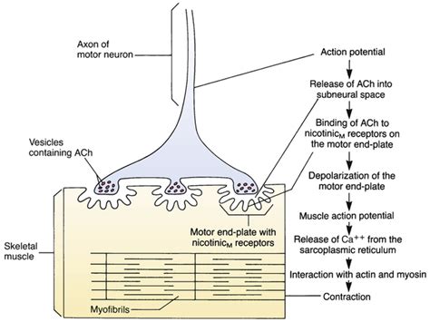 Drugs That Block Nicotinic Cholinergic Transmission Neuromuscular Blocking Agents And