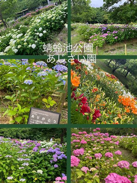 蜻蛉池公園『ゆりまつり』に行ってきました 四季を感じる心おだやかな日を過ごせて感謝です えん会☆ぶ～ちょお～アンバーさんの部屋♪