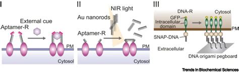 Ligand Independent Receptor Clustering Modulates Transmembrane Signaling A New Paradigm Trends