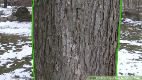 Ways To Tap A Tree For Maple Syrup WikiHow