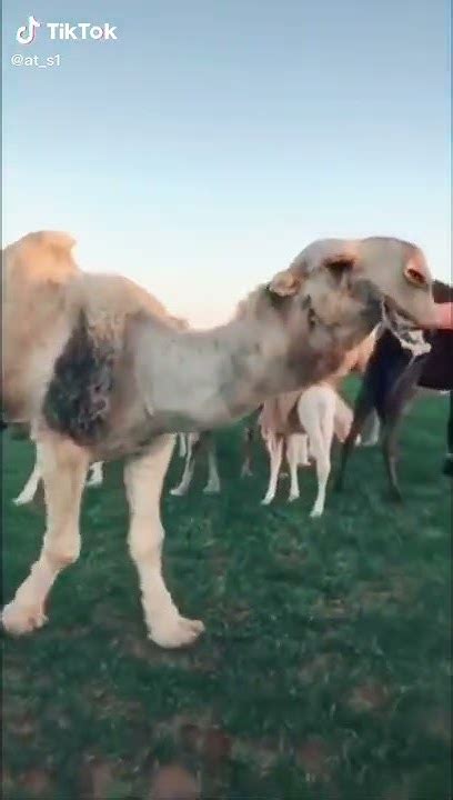 فحل عرنون مقوس 👏حلوااا Youtube