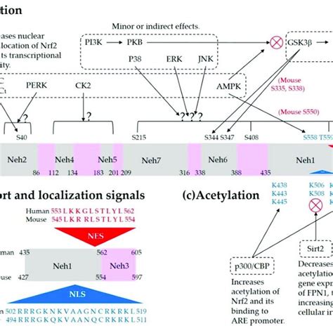 Marine Natural Products Activating The Nrf2 Mediated Pathway [139 145