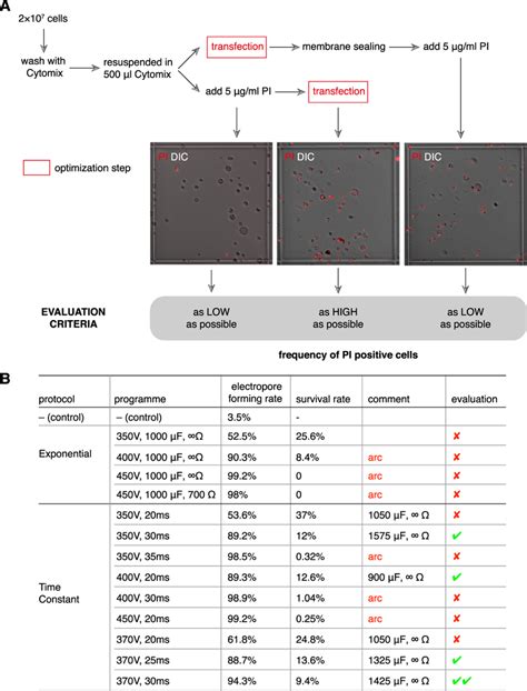 Optimization Of Transfection Method A Work Flow And Evaluation Download Scientific Diagram