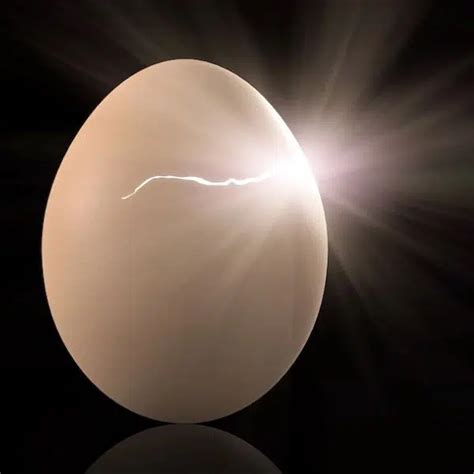 Turns Out Crows Understand Basic Geometry Just Like Humans