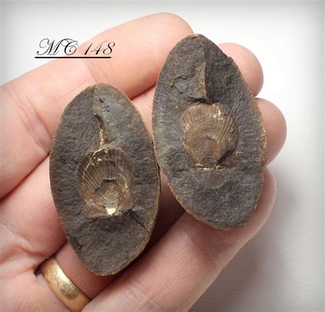 Fossil Scallop Aviculopecten Mazonensis Carboniferous Period In