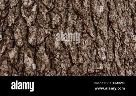 Cedar Tree Morocco Stock Videos And Footage Hd And 4k Video Clips Alamy