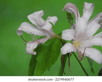 Surprise Lily Images Stock Photos Vectors Shutterstock