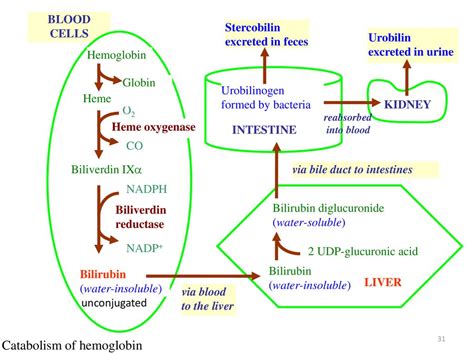 Heme Degradation And Bilirubin Metabolism Ppt Download