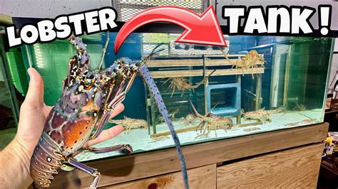 CATCHING WILD FLORIDA LOBSTER FOR MY FISH TANK ! LOBSTER TANK !! - YouTube