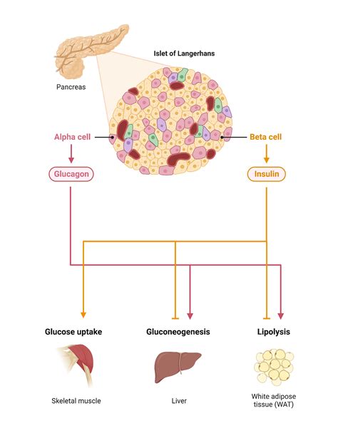 Neuronal Control Of Peripheral Insulin Sensitivity And Glucose Metabolism Biorender Science