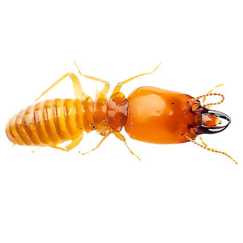 Black Wingless Termites