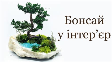 Композиція на робочий стол Стабілізований бонсай на натуральному камені Youtube