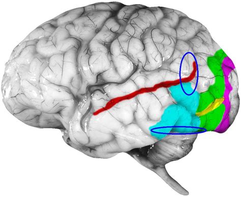 Figure 11 From The Stimulus Invariance Of Human Sex Cue Processing A