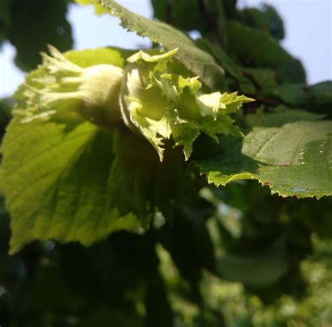 ჭიათურის რაიონი სოფელი ხრეითი