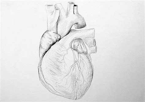 How To Draw A Real Heart