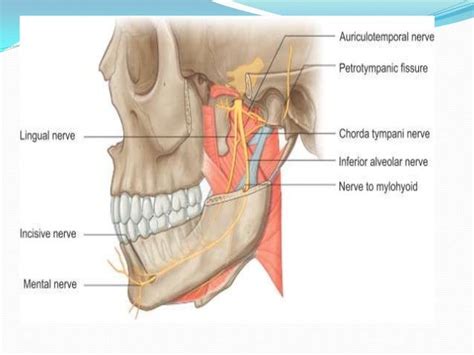 Surgical Anatomy Of Tmj
