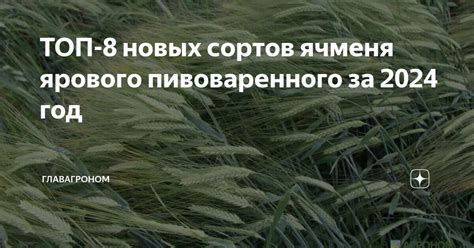 ТОП 8 новых сортов ячменя ярового пивоваренного за 2024 год ГлавАгроном Дзен