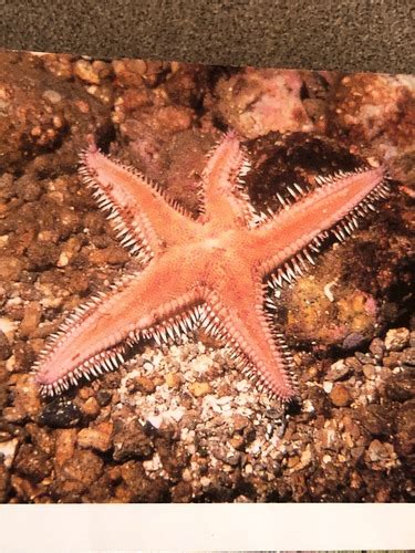echinoderms flashcards quizlet