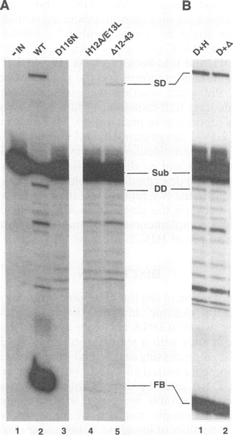 Complementation Of Cis And Trans Disintegration By Mutant Hiv 1