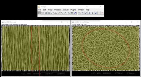 imagej analysis significant differences between two parts in a sample