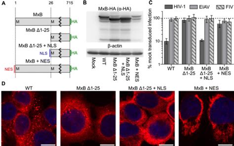 Functional Heterologous Nls And Nes Sequences A Schematic Of Mxb