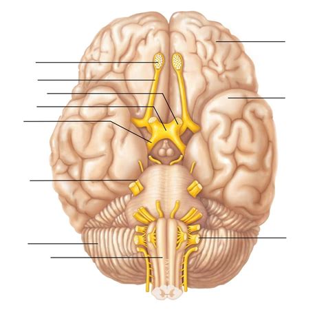 BIOL 2041 Lab 3 Cranial Nerves Drawing Diagram Quizlet