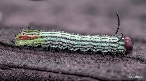 Rosy Maple Moth Caterpillar Photograph By Edelberto Cabrera Pixels