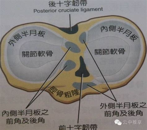半月板损伤是膝关节的常见病水滴健康水滴筹