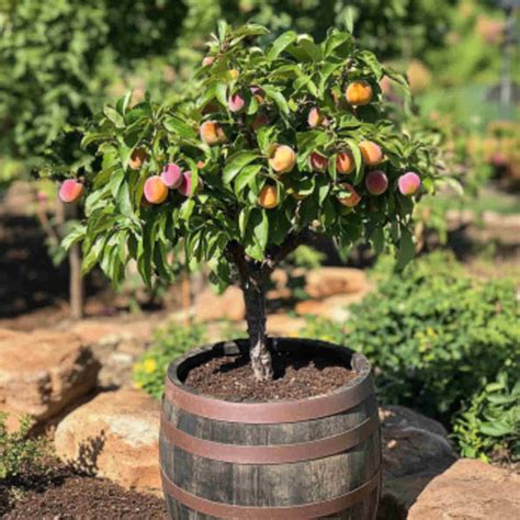 Dwarf Nectarine Tree Care Vidéos De Dwarf Nectarine Tree Care Mbdr