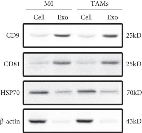 Identification Of M2 Like Tams From Thp 1 And Tam Derived Exosomes A Download Scientific