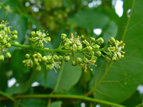 Tree Of Heaven Health Benefits