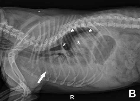 What Is A Hiatal Hernia In Dogs