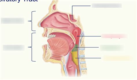 Diagram Of Upper Respiratory Tract Anatomy Quizlet