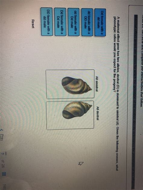Solved A Maternal Effect Gene Has Two Alleles Dextral D
