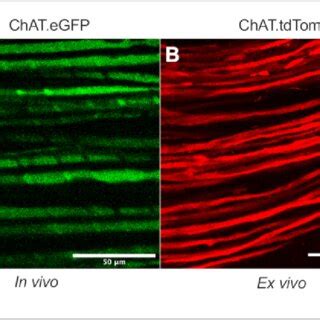 Sciatic Nerve Motor Axons A Representative Single Plane Image Of Download Scientific Diagram